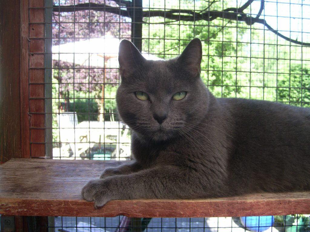 Information about Cat TB - Burmese Cat Club