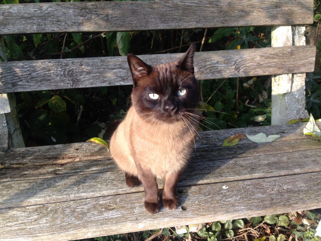 An update on beautiful Bert - Burmese Cat Club