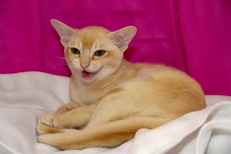 GCCF Supreme Show 2019 Highlights - Burmese Cat Club