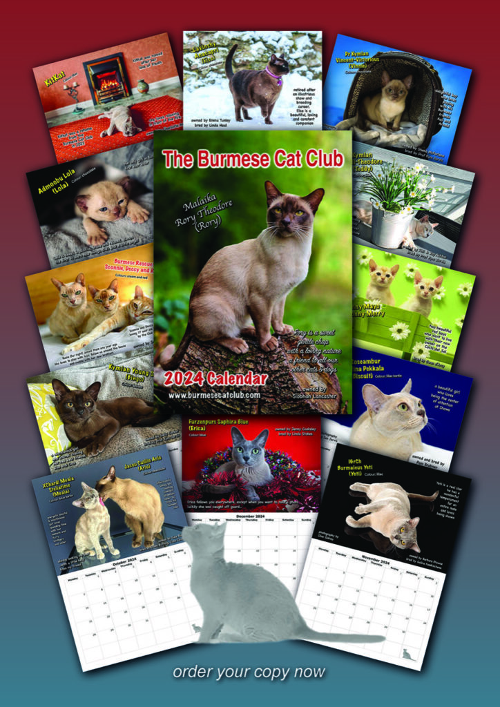Photos wanted for the 2025 Burmese Cat Club calendar - Burmese Cat Club