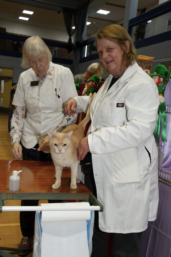BCC Show Highlights 2023 - Burmese Cat Club