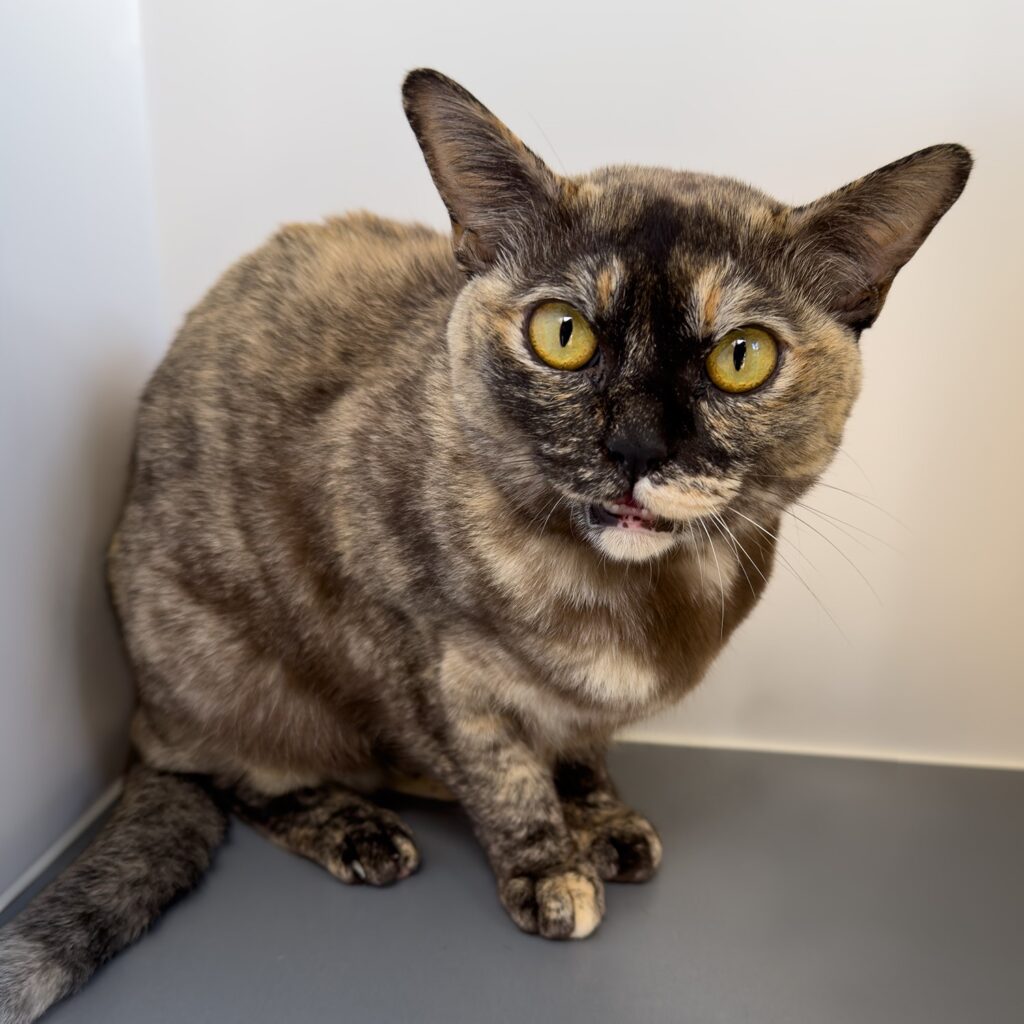 Juno - Burmese Cat Club