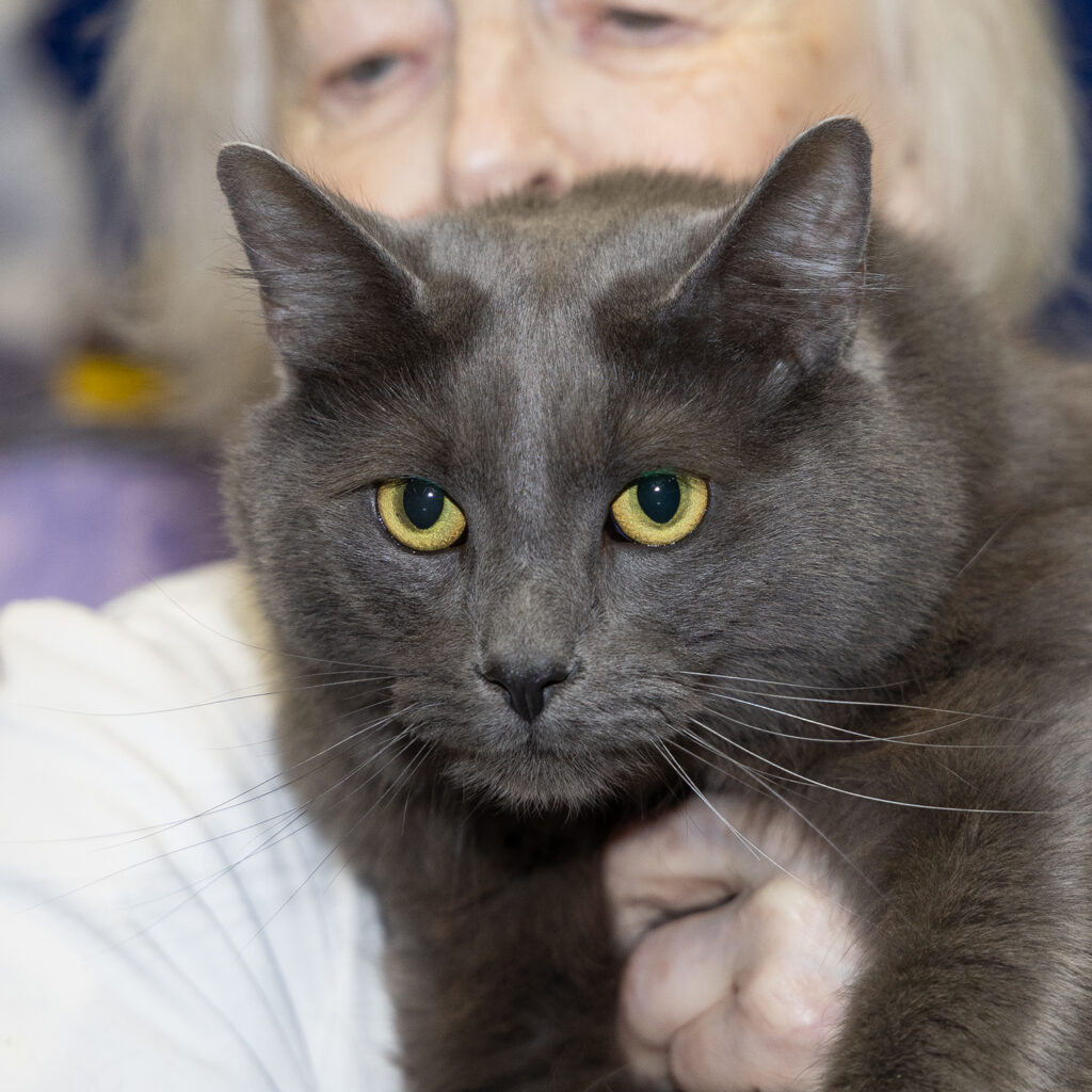 BCC Show Highlights 2024 - Burmese Cat Club